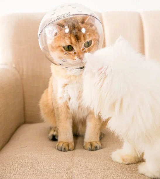 Hot Selling Breathable Anti-bite Protective Space Pet Grooming Mask Non ...