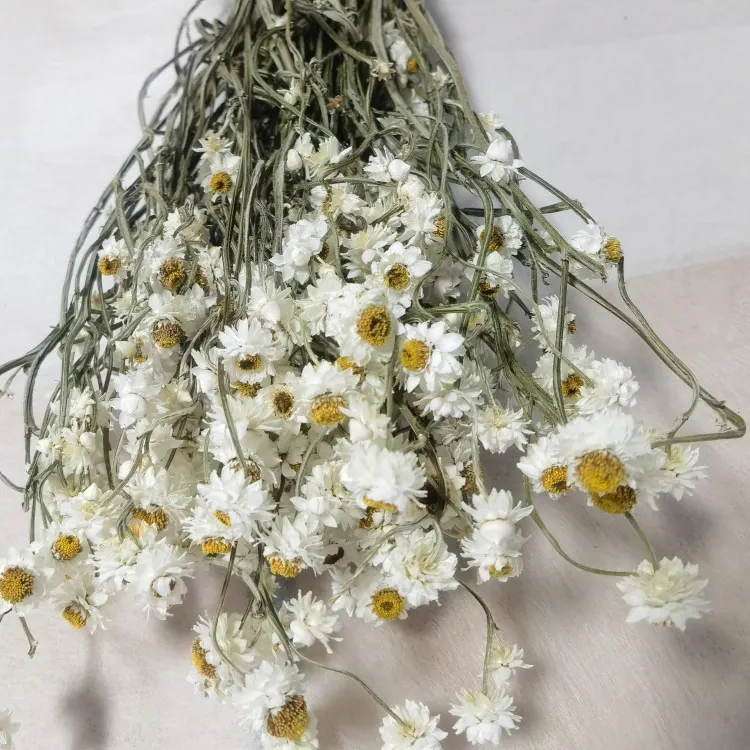 White Daisy Winged Everlasting Plants - Dried Ammobium Alatum