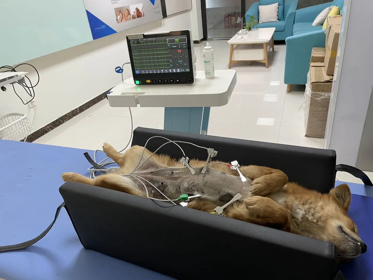 DAWEI Veterinary Anesthesia Monitoring - Vital Signs ECG