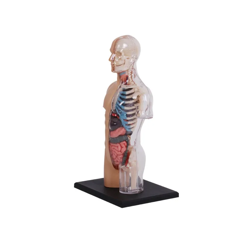 Human Half Body Transparent Anatomy Torso Model Male Anatomical Torso ...