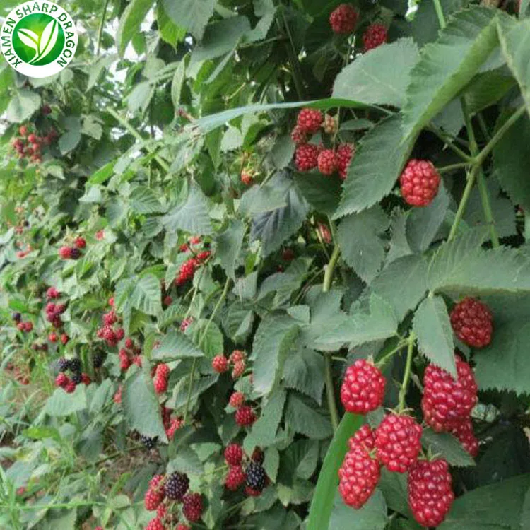 Frozen IQF Bulk Organic Raspberries - Sweet & Nutrient Rich