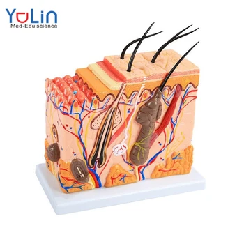 50x Magnification Skin Specimen Human Skin Tissue Structure Anatomical ...