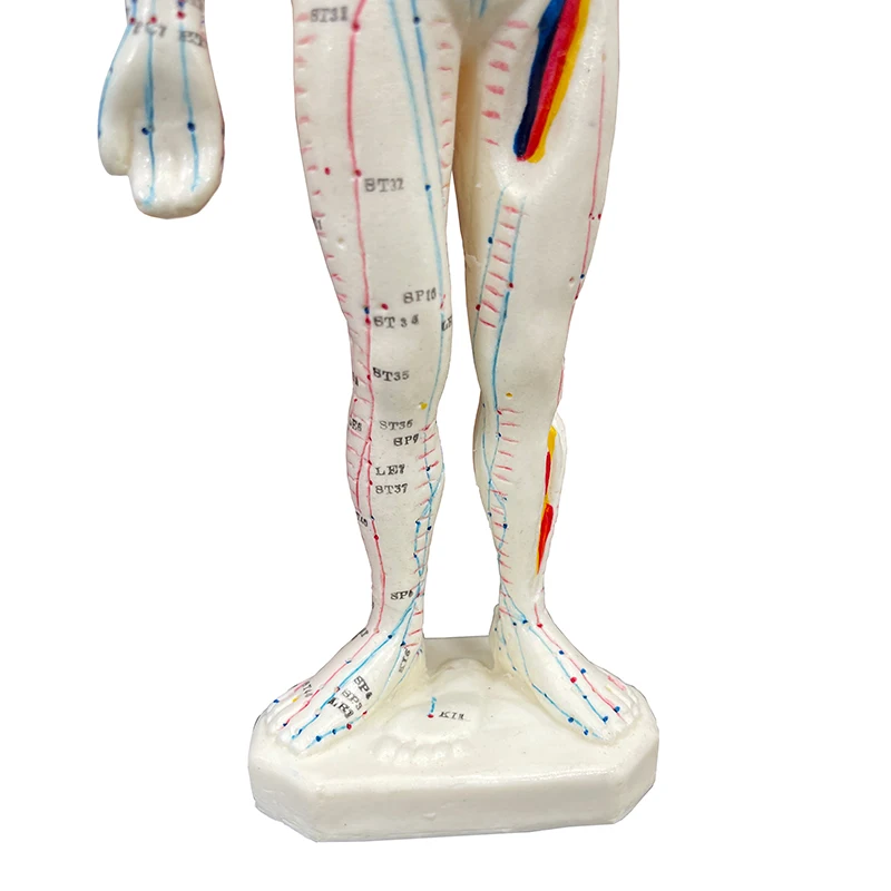 26cm Human Body Acupuncture Model Man/woman Meridians Model Chinese ...
