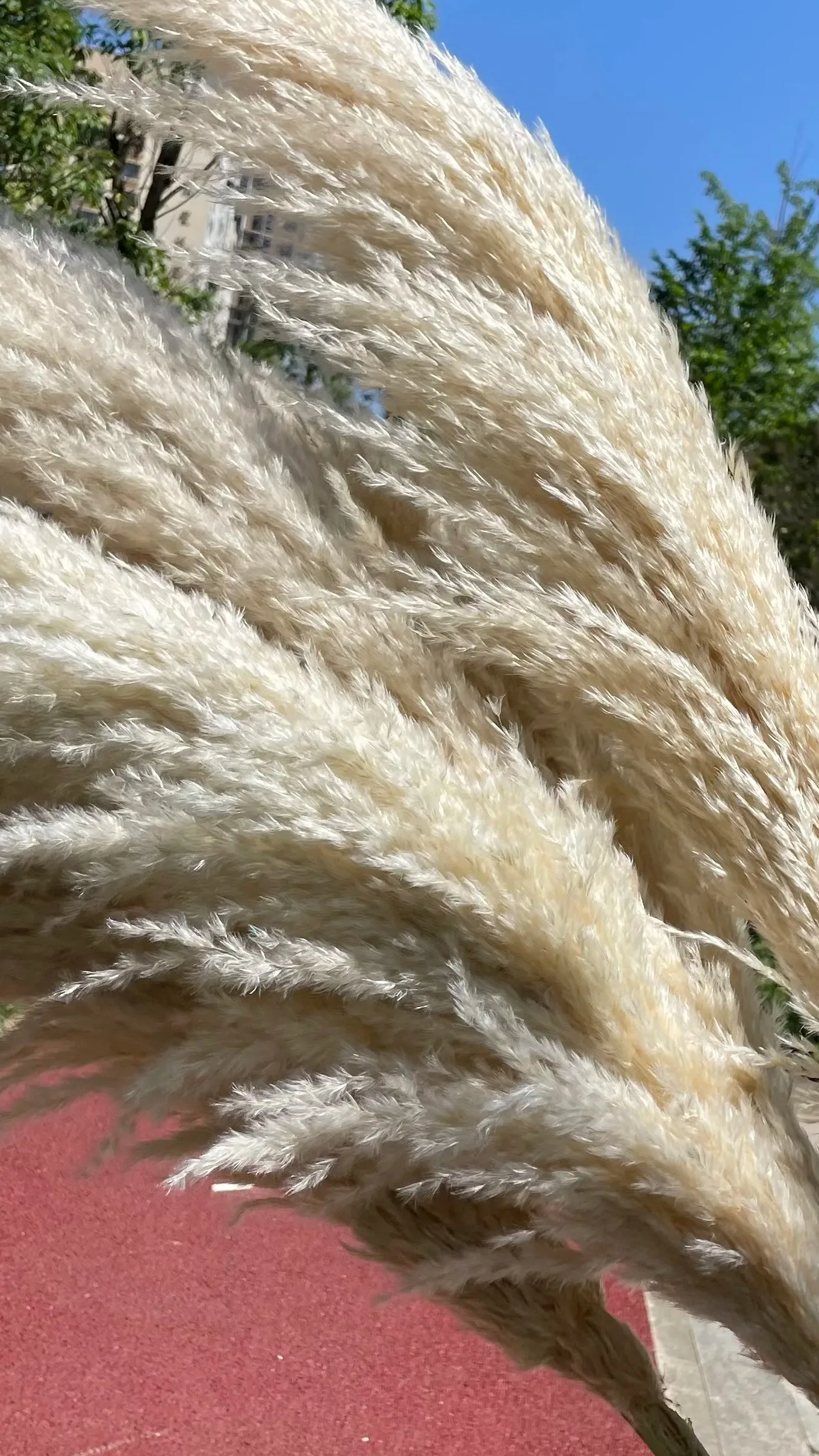 Decorative Flowers Pampasgras Pampass Fluffy Tall Pampa Flower Natural ...