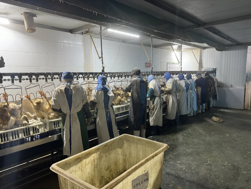 1000 Bph Chicken Duck Slaughtering Processing Line - Buy Chicken ...