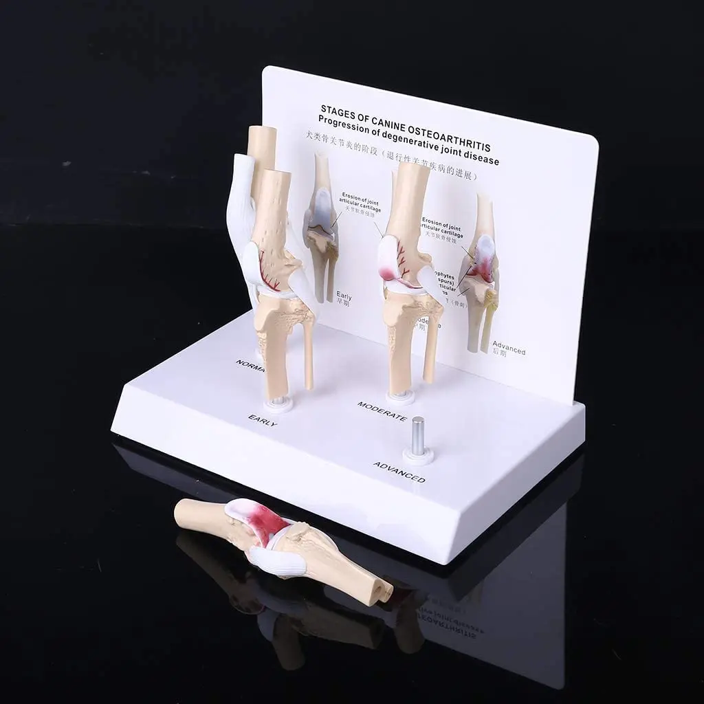 Kyrenmed Pathological Canine Stifle Knee Model 4 Stages Dog Knee ... Kyrenmed Pathological Canine Stifle Knee Model 4 Stages Dog Knee ...