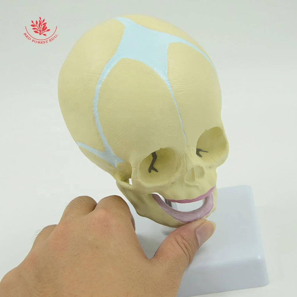 Anatomical Skull Model Fetal Skull Model Clinical Pregnancy Baby Skull ...
