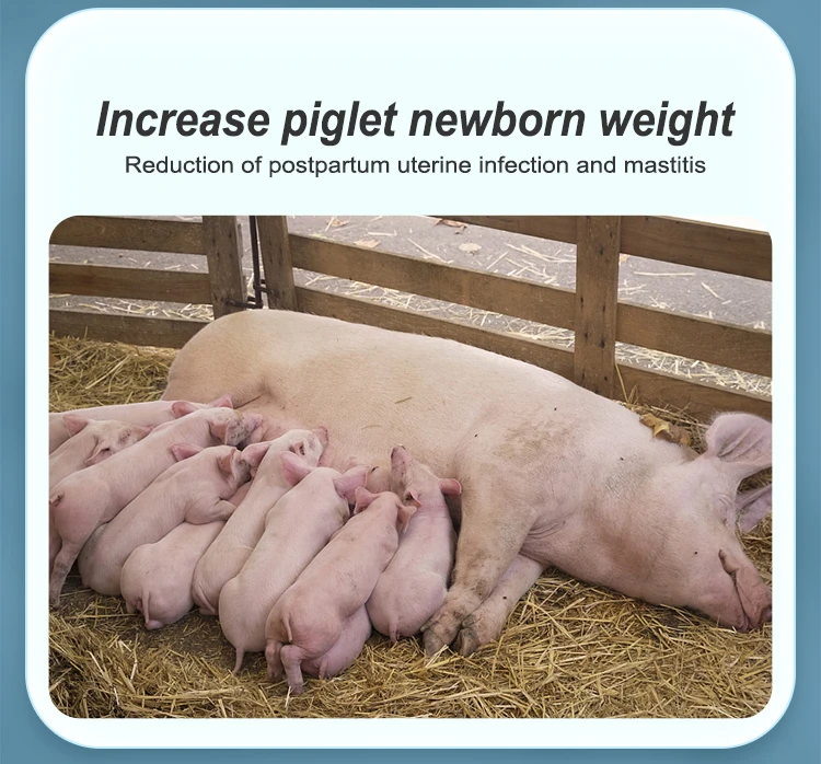 Cheap Best Quality Pig Premix Compound Premixed Feed For 4% Pregnant ...