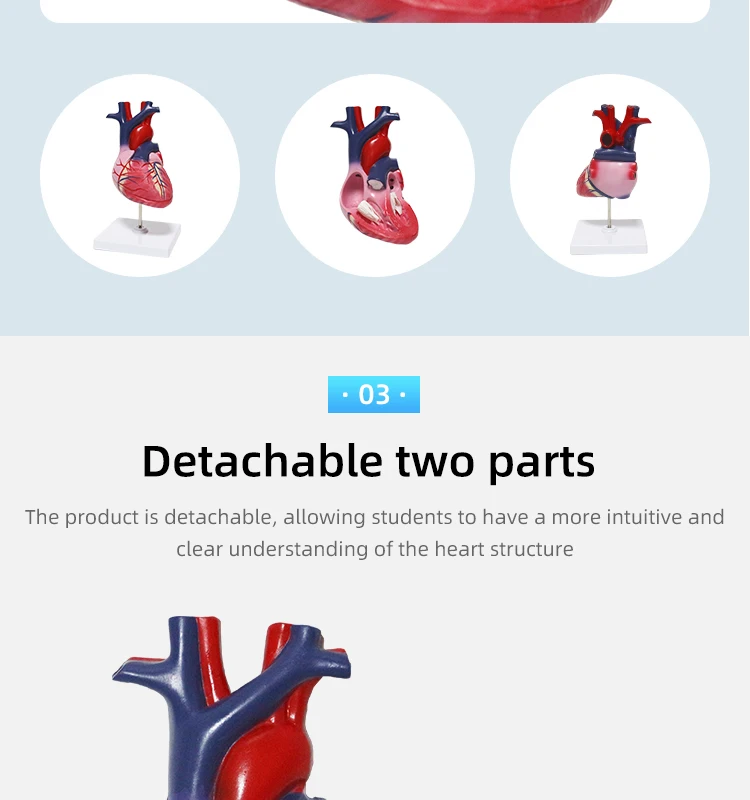 Life Size Human Heart Model Medical Teaching Display Anatomical Heart ...