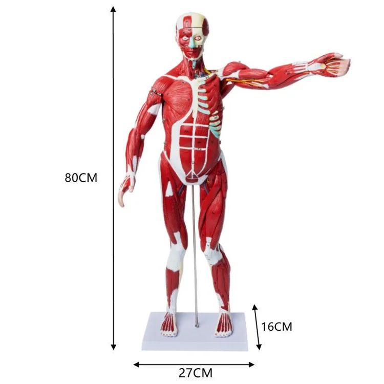 Muscle Anatomical Model - Educational Tool for Medical Science