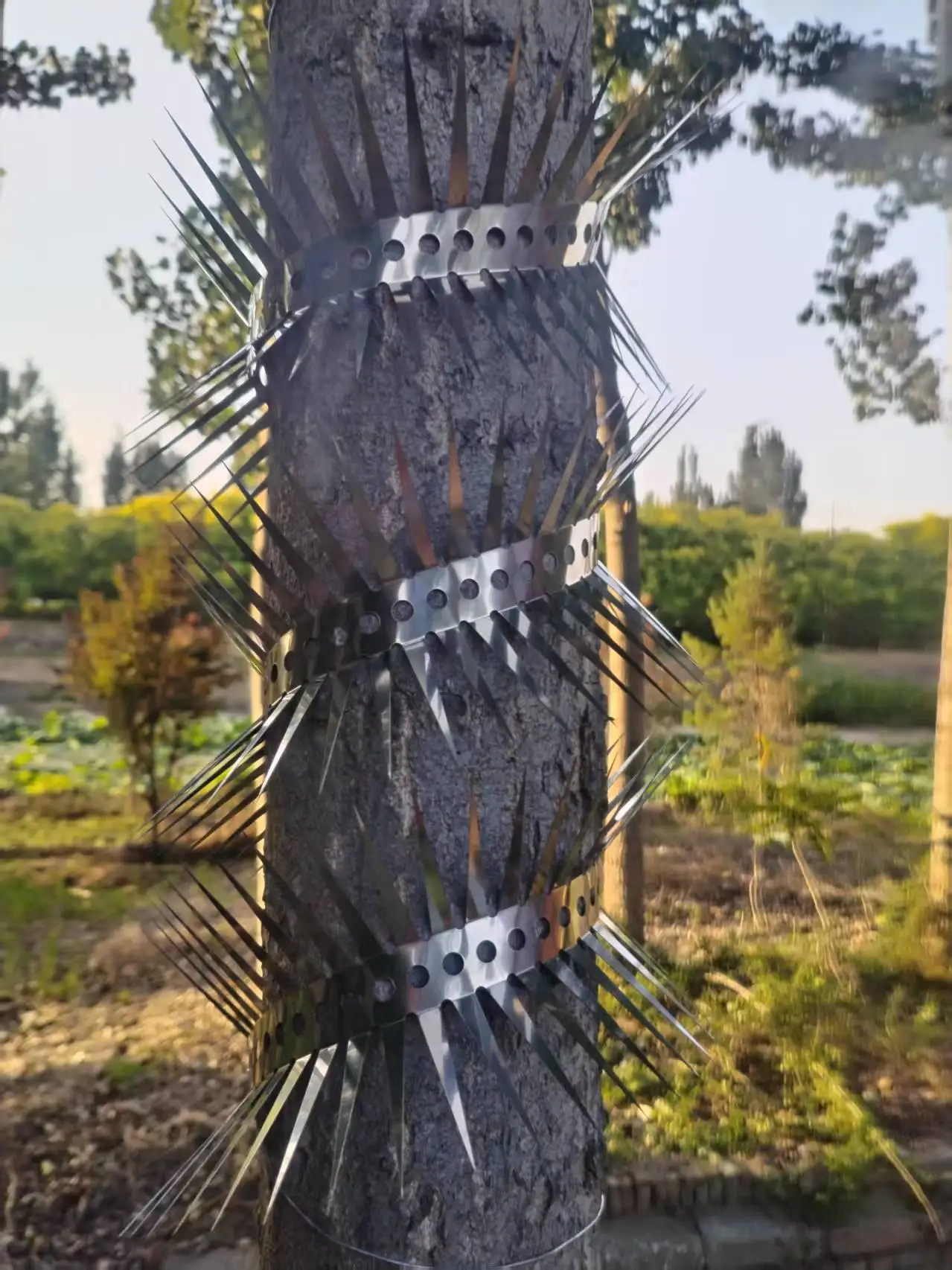 Construction Safety Wall Razor Spikes Galvanized Anti-Climbing Nails ...