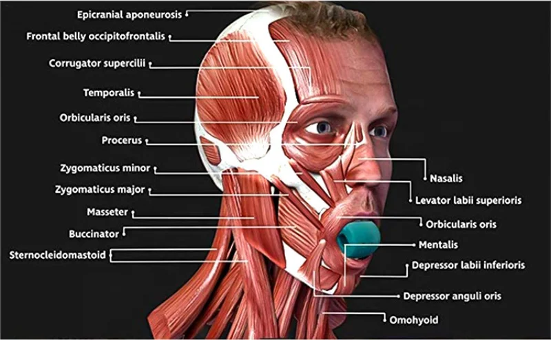 The Second-generation Jaw Line Exerciser Masseter Chewing Thin Jaw ...
