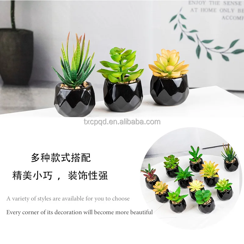 MF-LP72Wholesale Succulents with Ceramic Flower Pots and Plastic ...