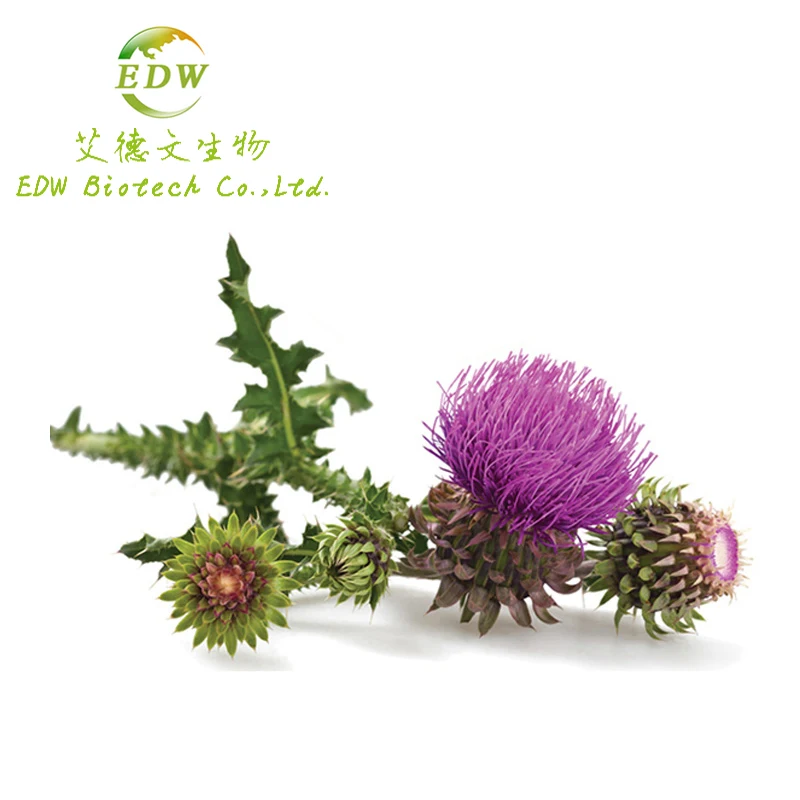 Vitex Extract Vitex Negundo Extract/chaste Tree Extract Powder/chast ...