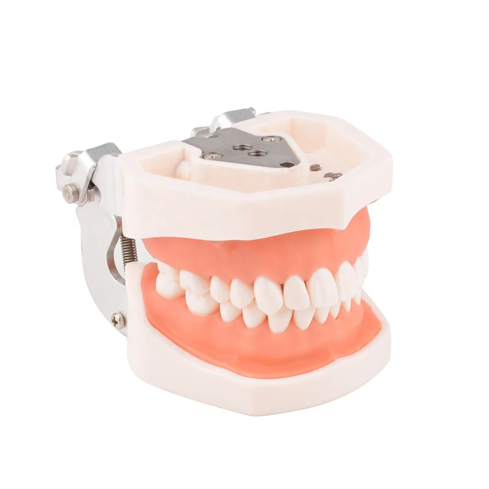 Animal Dental Rabbit Teeth Dentition Model,Transparent Rabbit Teeth ...