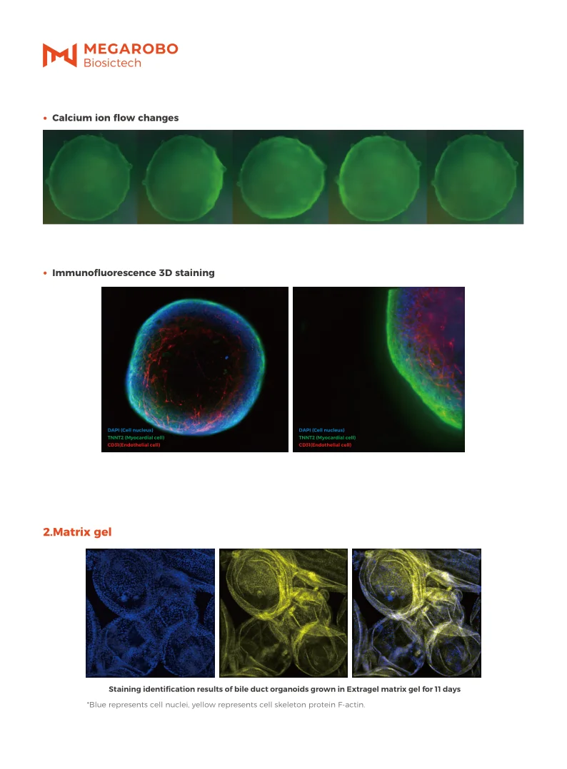 Megarobo Human Extracellular Matrix For Organoid 3d Cell Culture