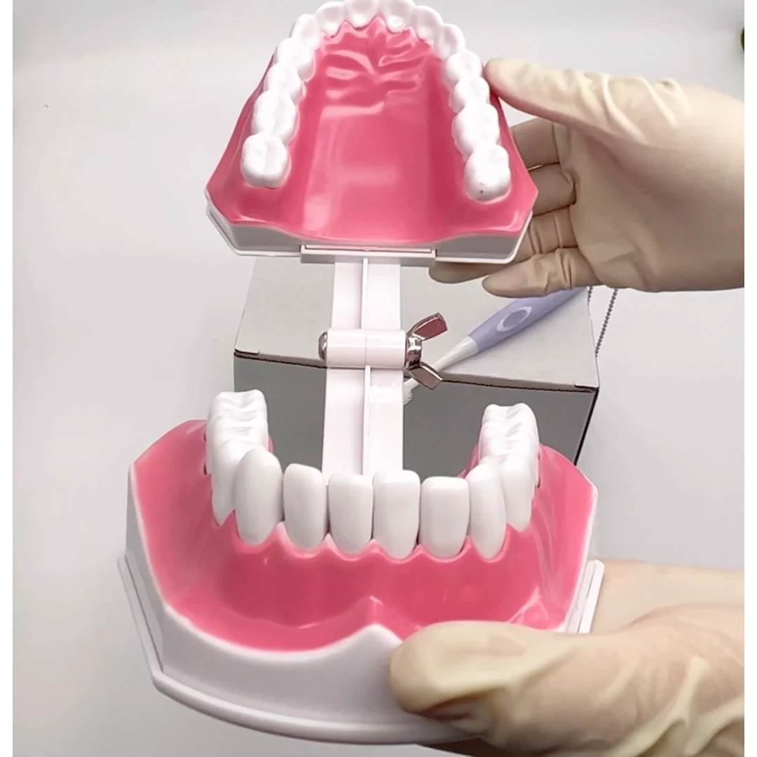 Standard Practical Dental Implant Model In Pvc Material For Medical ...
