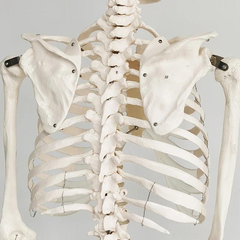 Human Education Skeleton Model - 170cm Life Size Model