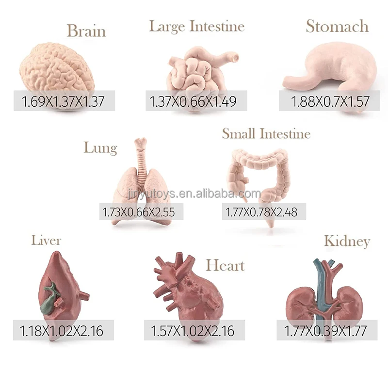 Educational Human Body Anatomy Toys for Kids - Mini Organs