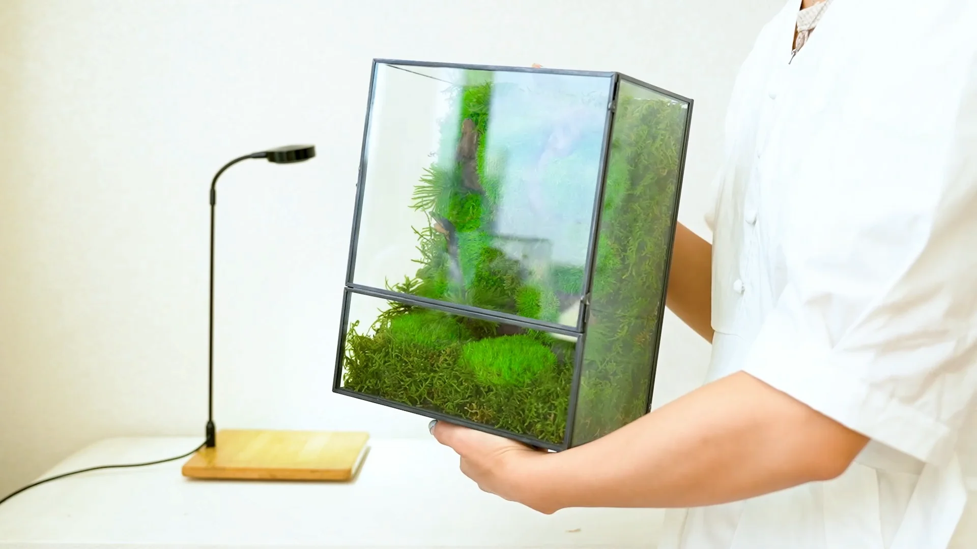 Every Love Miniature Rainforest Real Moss Decor Botanical Sculpture A ...