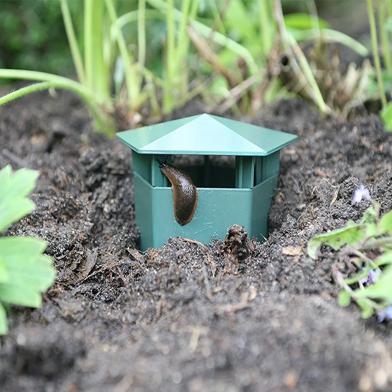 Safe and Simple Beer Slug & Snail Traps for Garden Pest Control