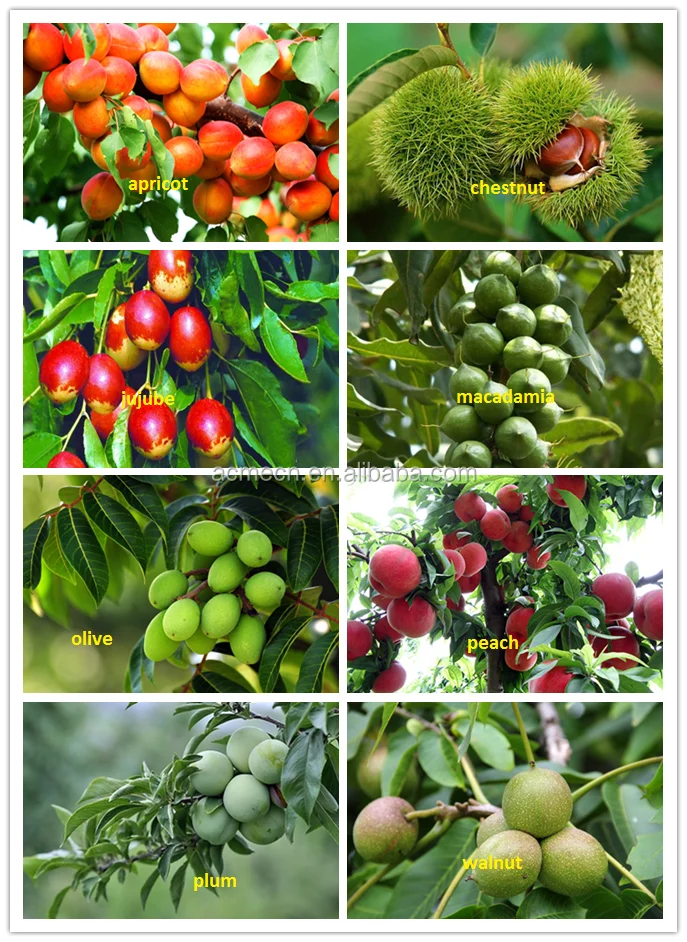 Efficient Olive Harvesting with ACME Garden Tool Fruit Picker