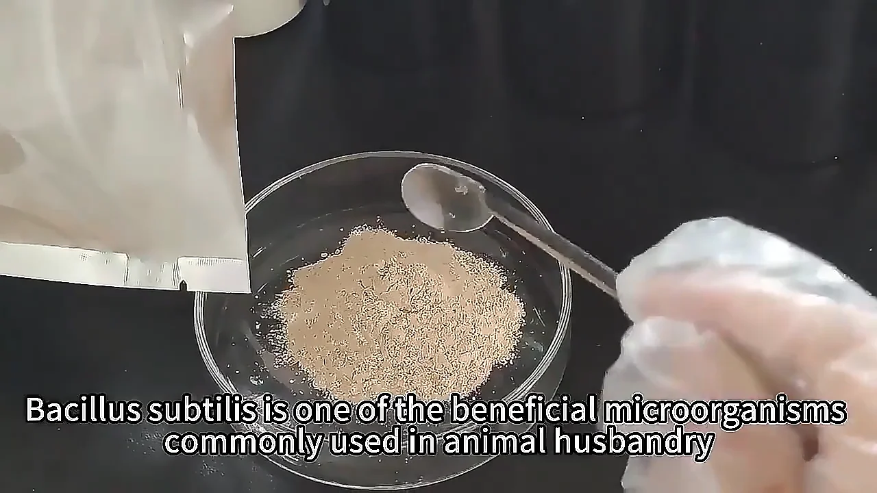Fish Biofloc Probiotic Bacillus Subtilis Fermentacin - Buy Bacillus ...