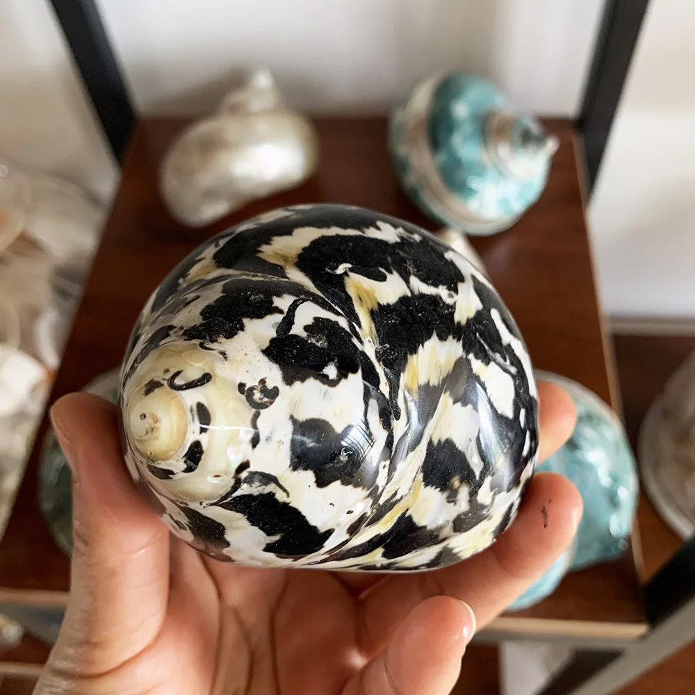 Natural Black Large Conch Shell - Perfect for Home Decor