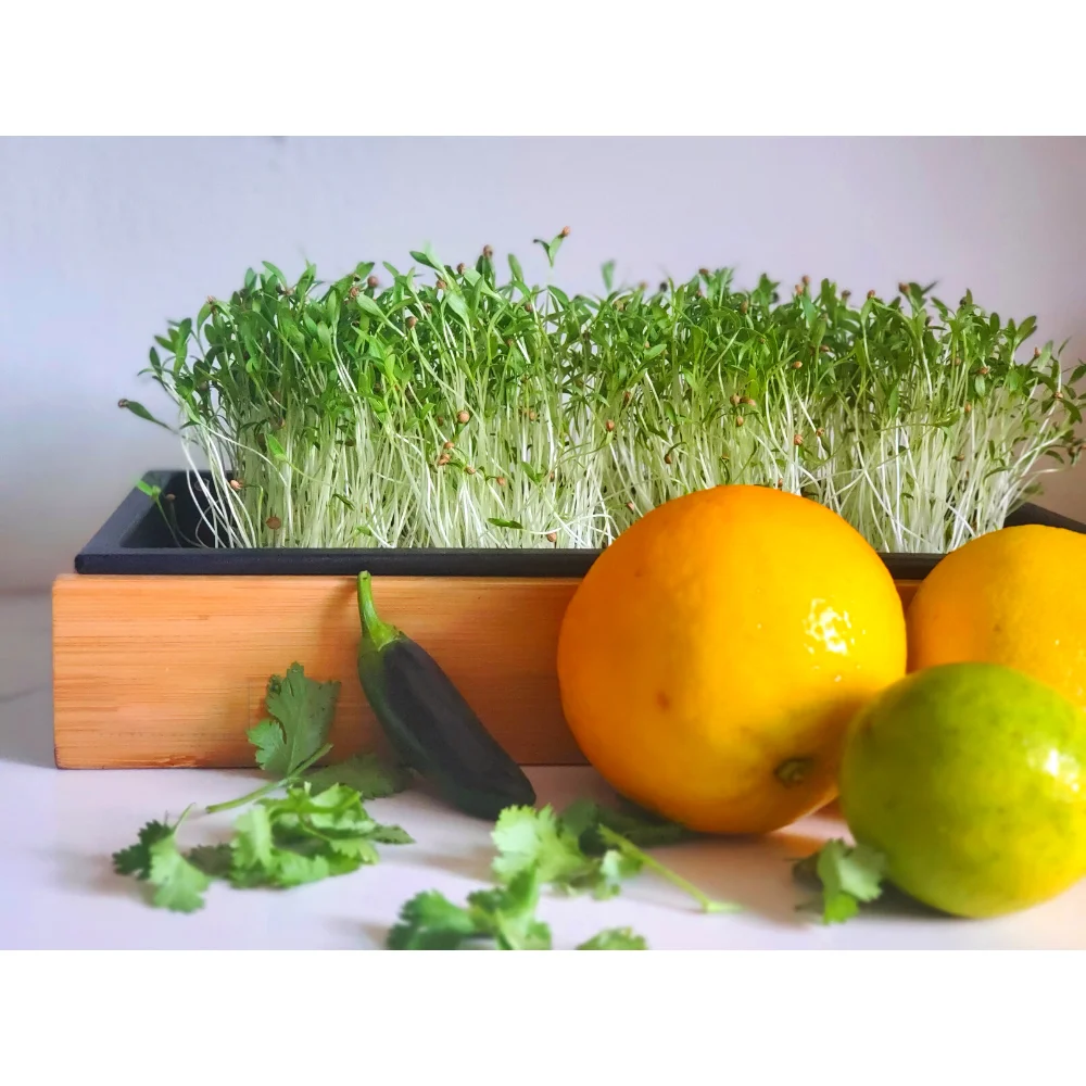 Microgreens Grow Kit With Reusable Ceramic Grow Tray Commercial ...