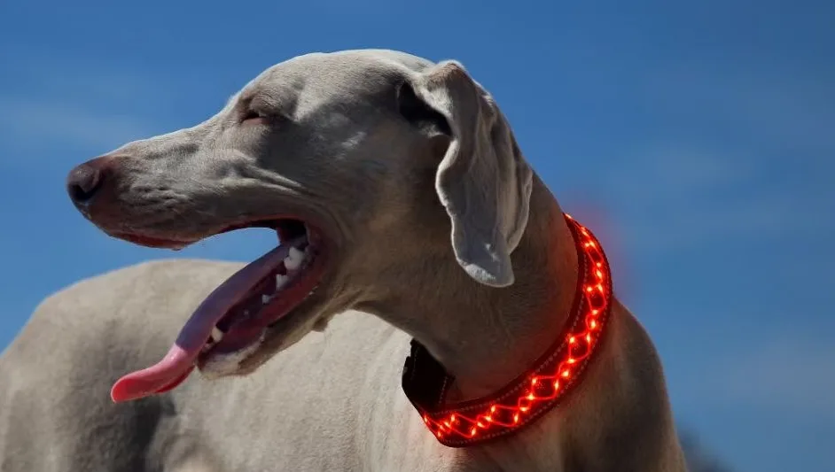 Umione Led Pet Dog Necklace Light Collar Rechargeable Light Up Dog ...