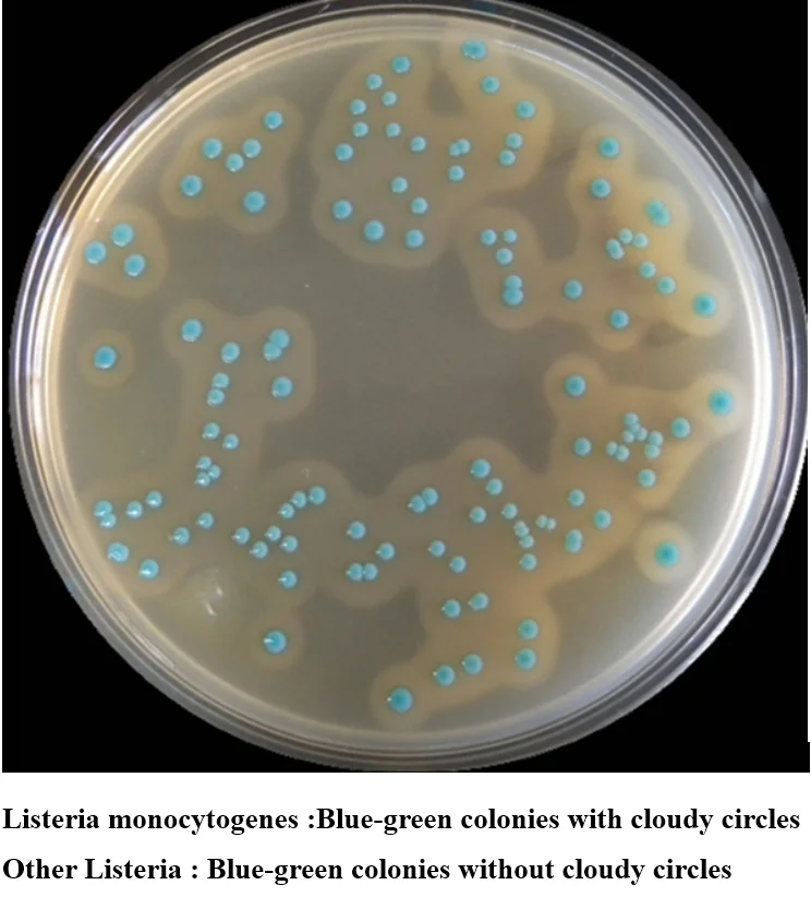 Listeria Chromogenic Agar - Customized Support for Food Testing