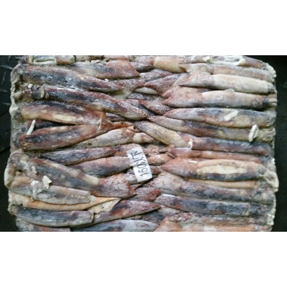 Whole Round Frozen Calamari Squid Common Squid 30cm 23cm All Sizen ...