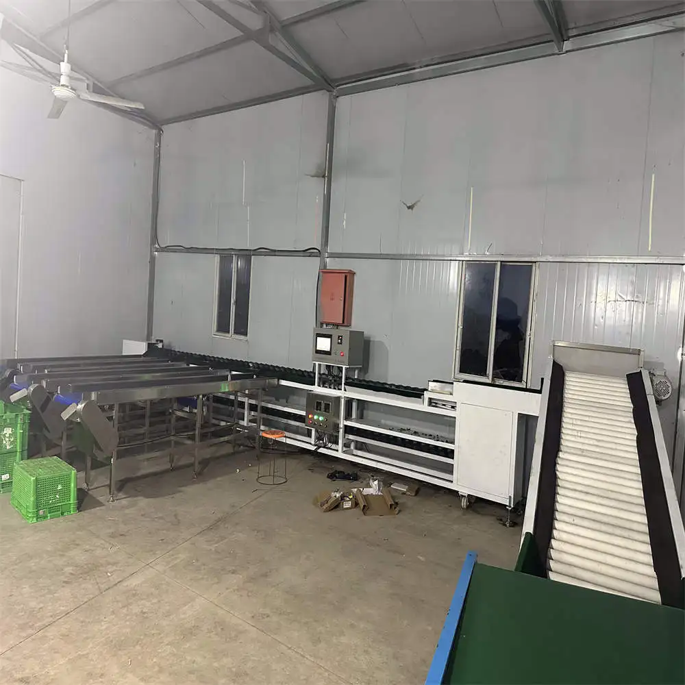 Large Orange Fruit Sorting Machine Kivi Sorting Avocado Sorting Passion ...