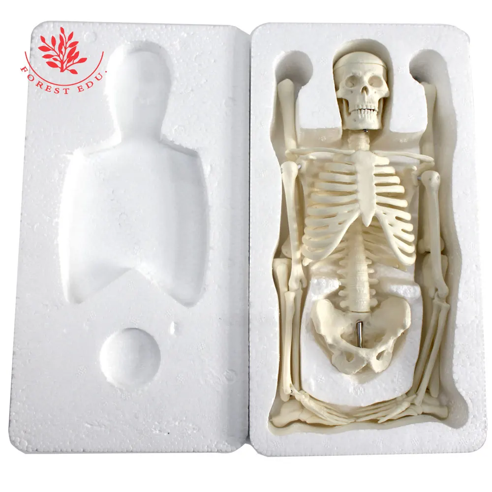 Human Skeleton Model 45cm Mini Decoration Pendant Halloween Gift ...