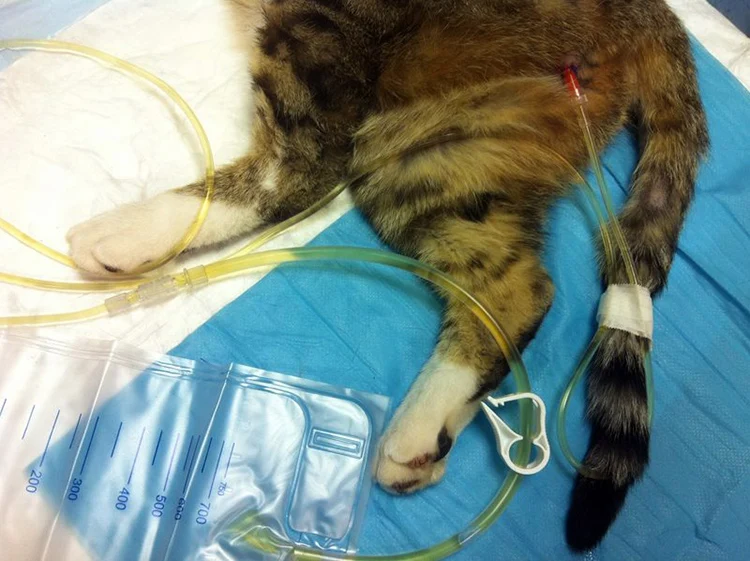 Animal Urinary Catheters - Reliable Feline Veterinary Solutions