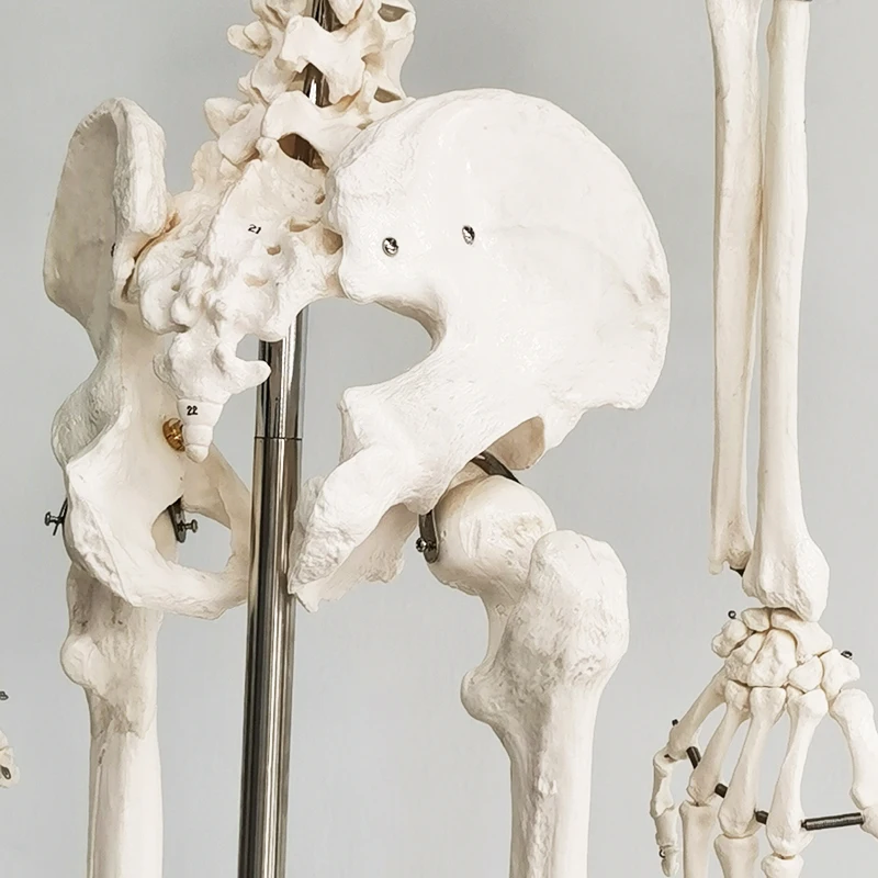 Human Education Skeleton Model - 170cm Life Size Model