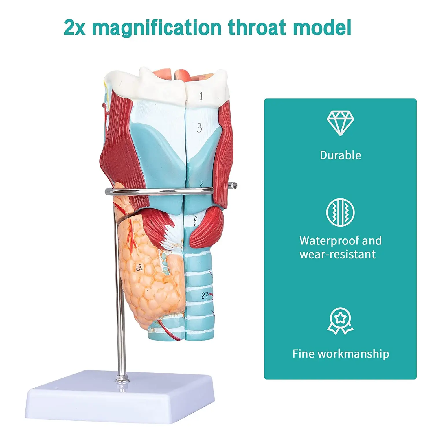 Human Larynx Model 3 Times Anatomy Throat Pharynx Model Enlarged Human ...