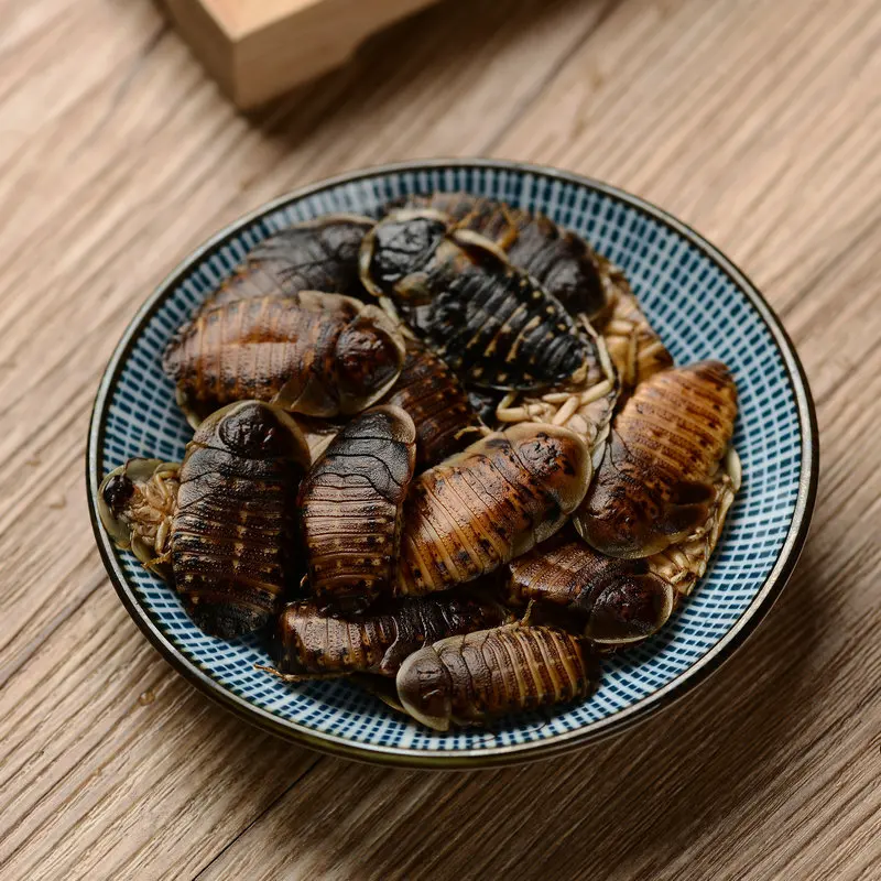 Dubia Cockroach - Nutritious Edible Bugs for Reptiles