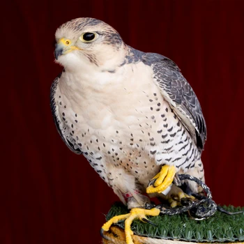 Falconry Perches Block Hard Grass Roll The Original Astroturf Falconry ...