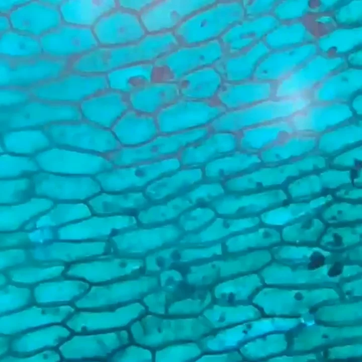 Wifi 10000x Magnification Optical Electron Microscope 5-inch Screen ...