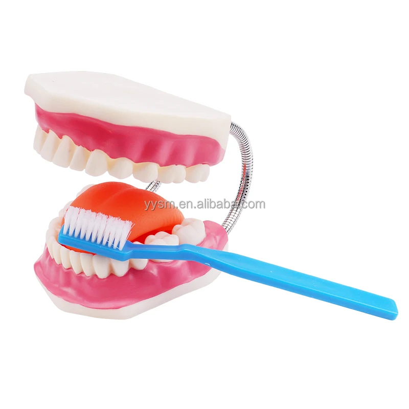 Teaching Teeth Model With Brush/physics Teaching Aids Model Dental ...
