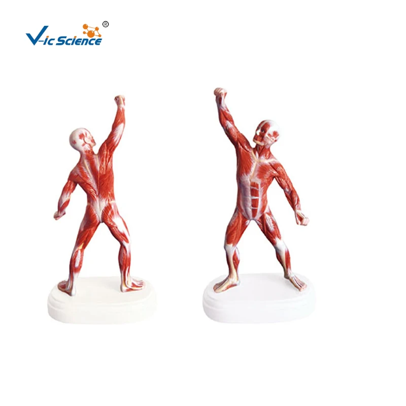 Mini Muscular Figure Human Muscle Anatomy Model Plastic Human Muscle ...