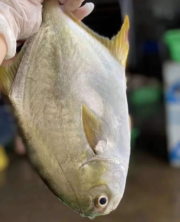 YITIOO Frozen Organic Grade Whole Golden Pompano Fish LQF Process 500 ...