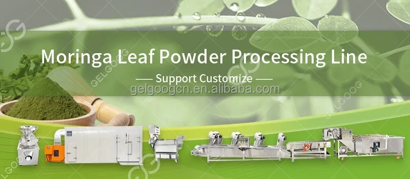 Gelgoog Automatic 500kg/h Moringa Leaf Powder Production Plant