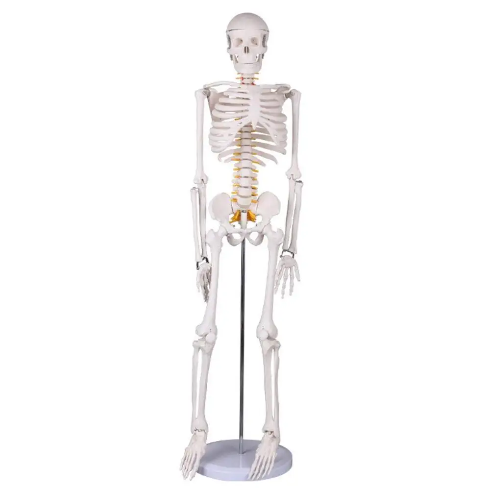 Gelsonlab Hsbm-047b 85cm Human Skeleton Model With Bracket Pvc Material ...