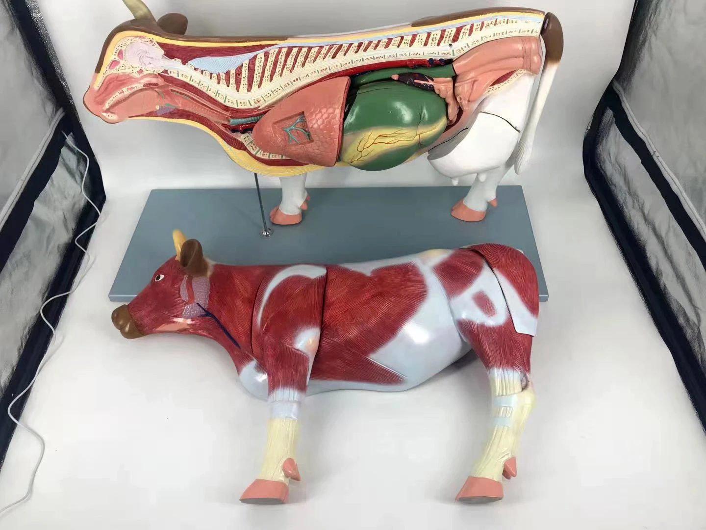 Detachable Animal Anatomy Cow Anatomical Model With Organs For ...