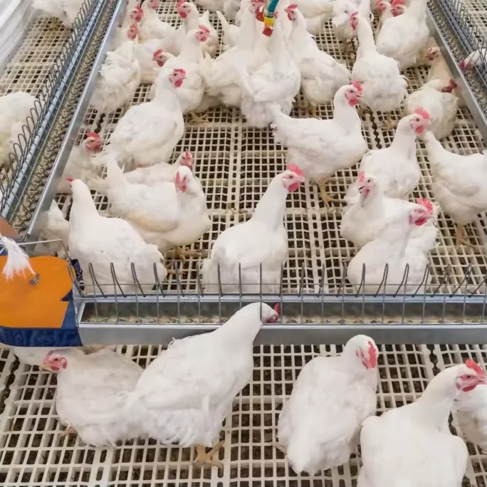 100*50cm Chicken Floor Plastic Slatted Floor Egg Breeder Hens Slat ...