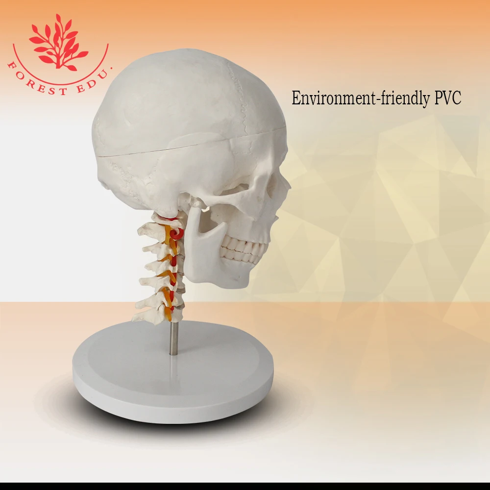 Human Skull Model FRT023 Cranial Neuroanatomical Model 7-vertebral ...