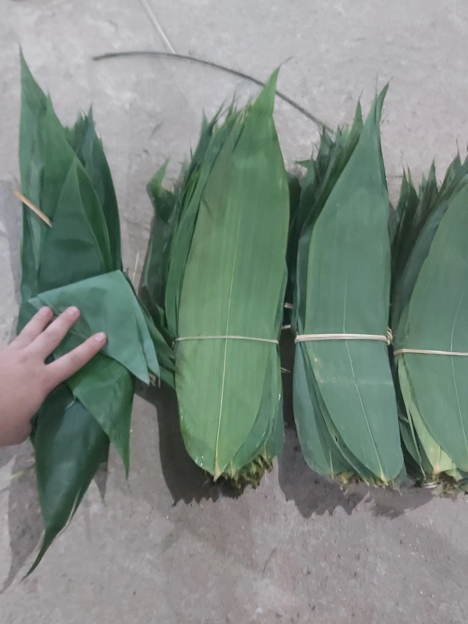 Dried Bamboo Leaves - Natural Green for Zongzi & Sushi