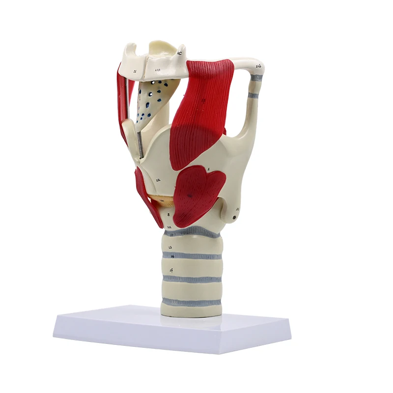 Enlarged model of laryngeal structure and function for human medicine ...